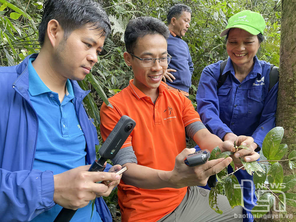 'Vén màn' bí ẩn chè cổ núi Tam Đảo thuộc địa phận Thái Nguyên - Kỳ 2 ...